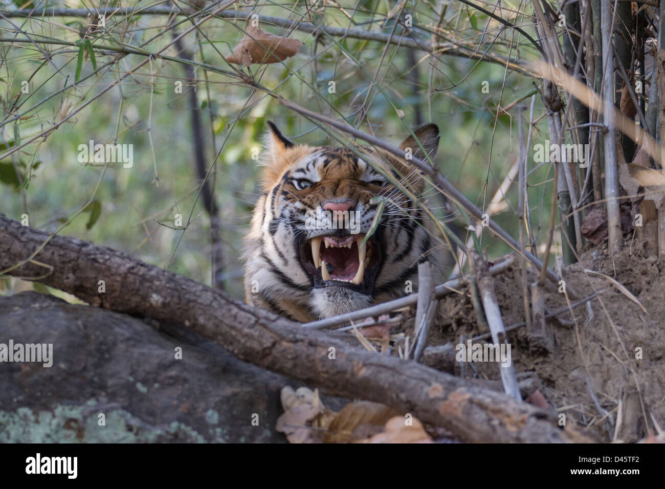 Royal bengal tiger hi-res stock photography and images - Alamy