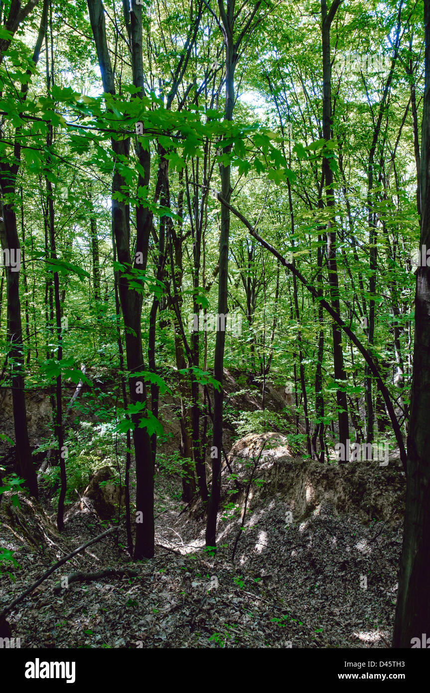 Ukrainian Forest in Pirogovo near Kiev Stock Photo - Alamy