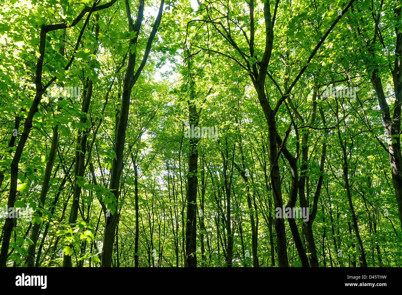 Ukrainian forest hi-res stock photography and images - Alamy