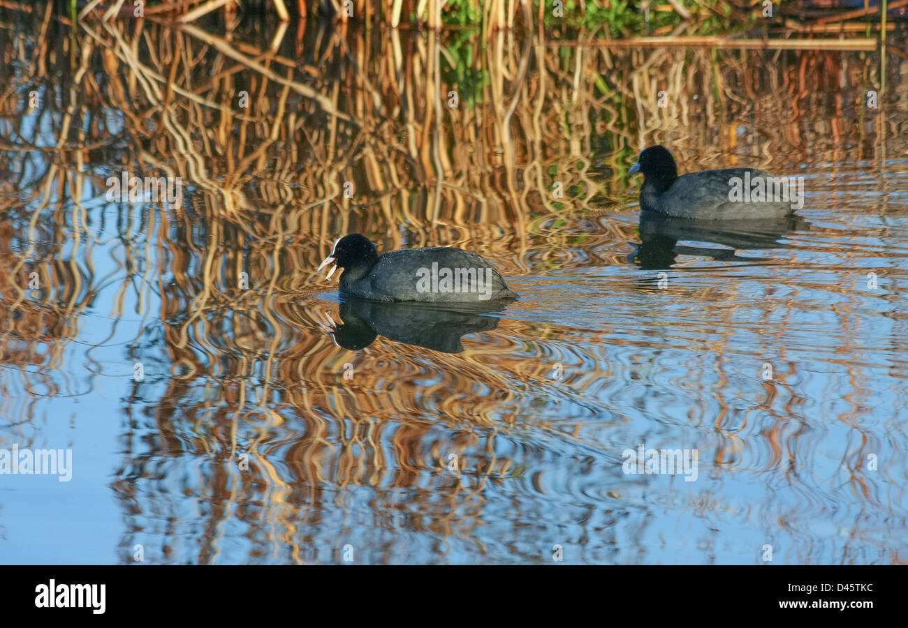 Bald coots hi-res stock photography and images - Alamy