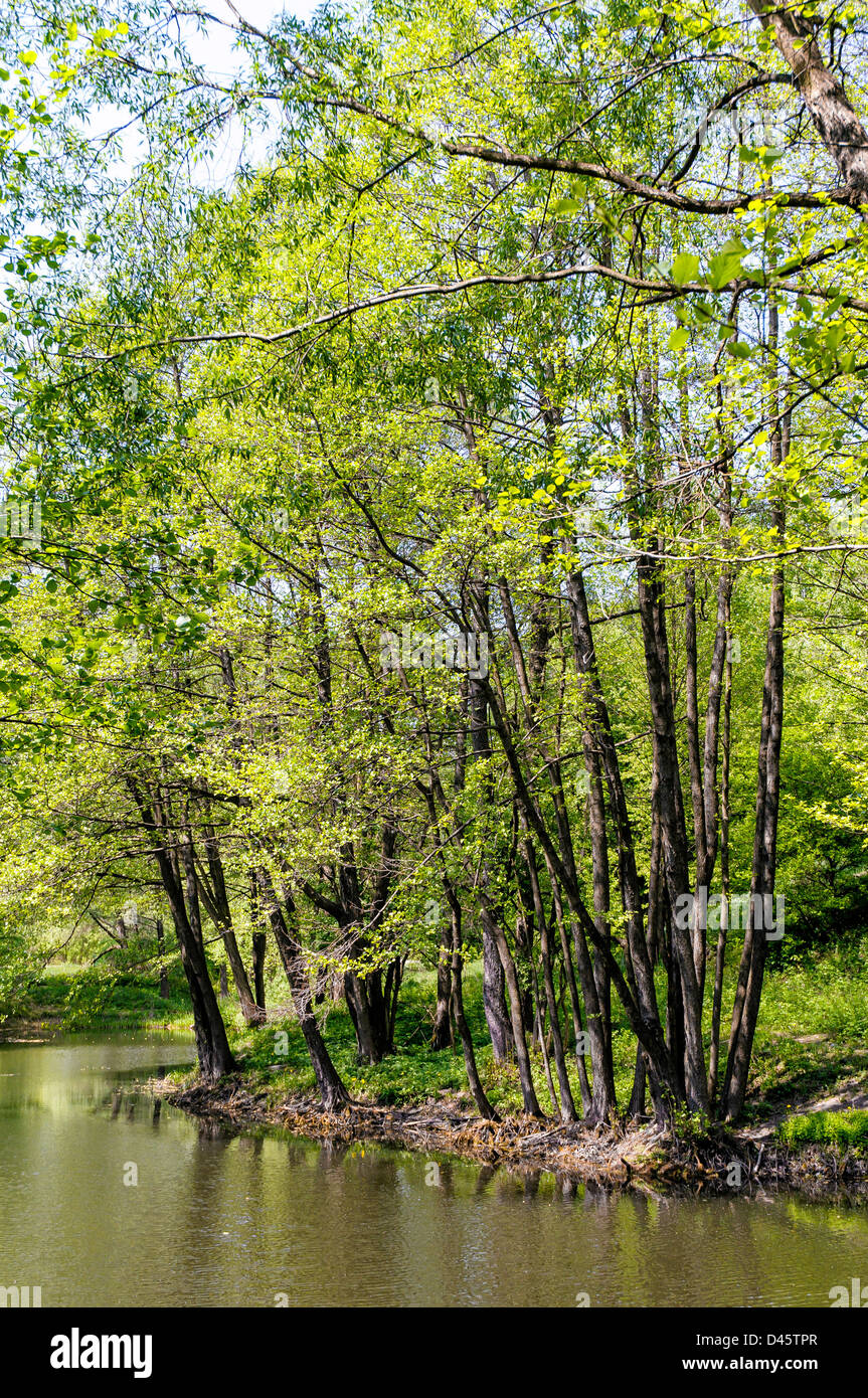 Ukrainian Forest and River in Pirogovo near Kiev Stock Photo - Alamy