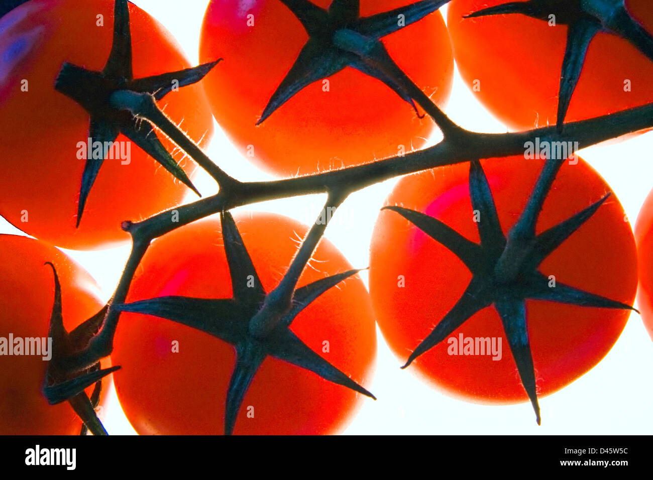 Vine ripened truss tomatoes fresh hi-res stock photography and images ...