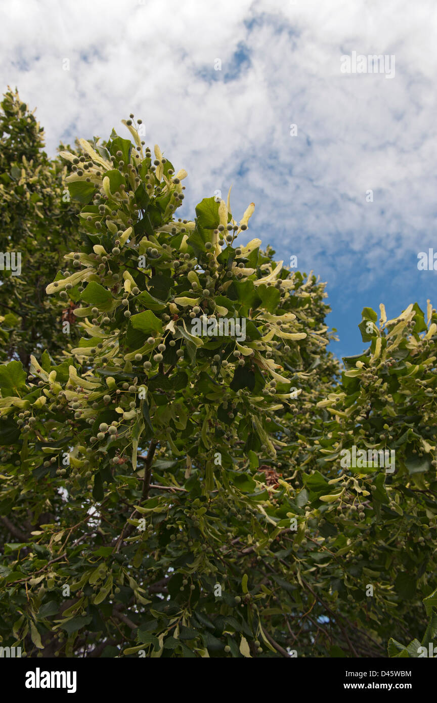 Large Leaved Lime tree with seeds Stock Photo - Alamy
