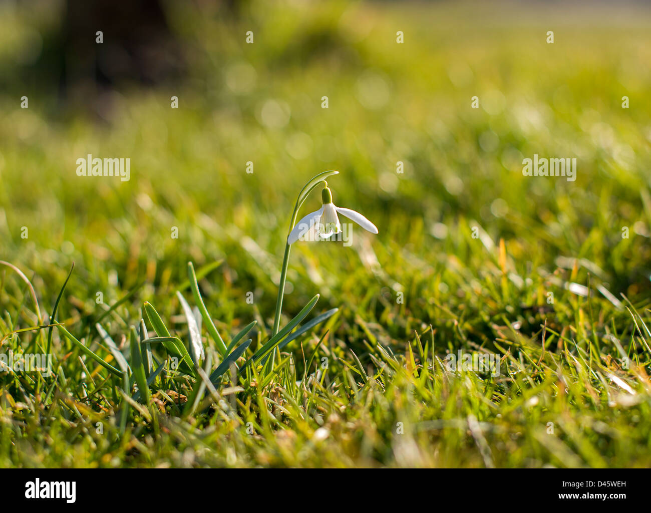 single Galanthus nivalis flower start of spring Stock Photo - Alamy