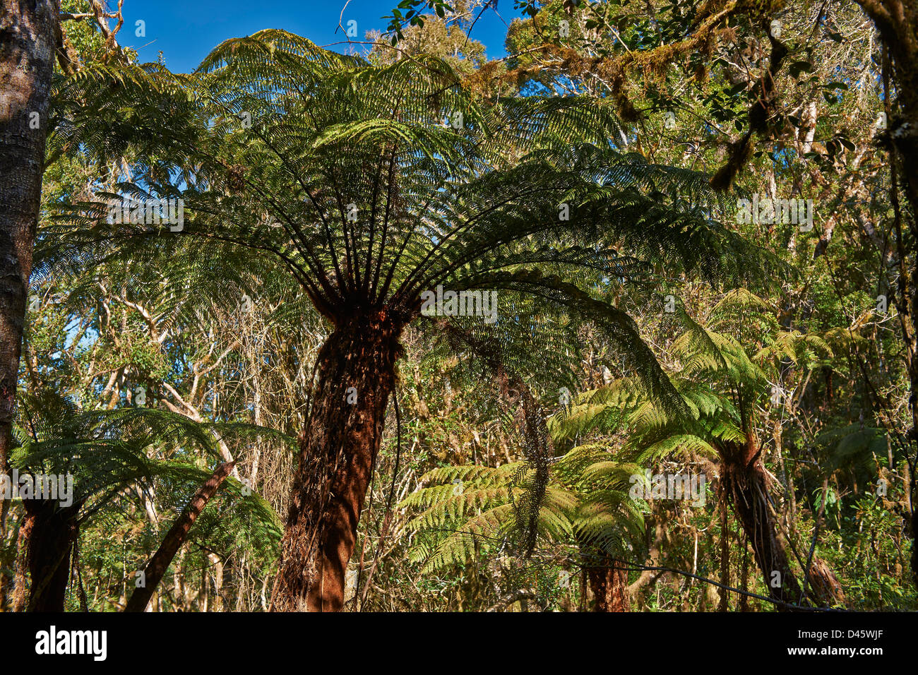 endemic giant tree fern, Cyatheaceae, in Amboro National Park ...