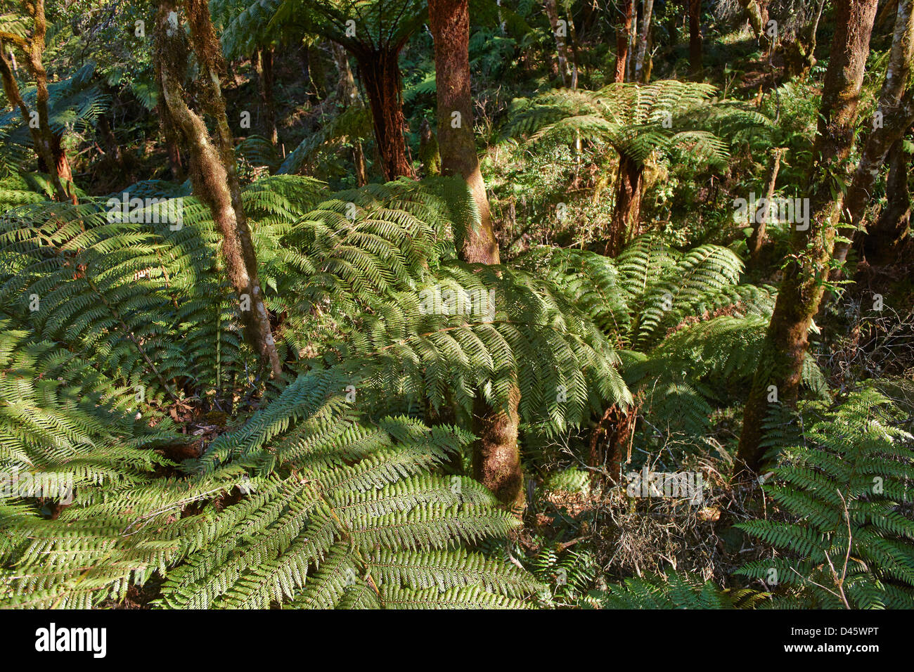 endemic giant tree fern, Cyatheaceae, in Amboro National Park ...