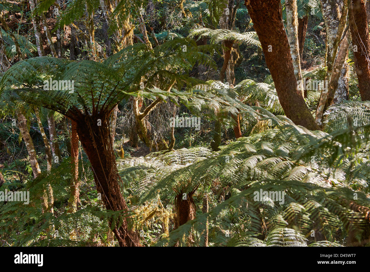 endemic giant tree fern, Cyatheaceae, in Amboro National Park ...