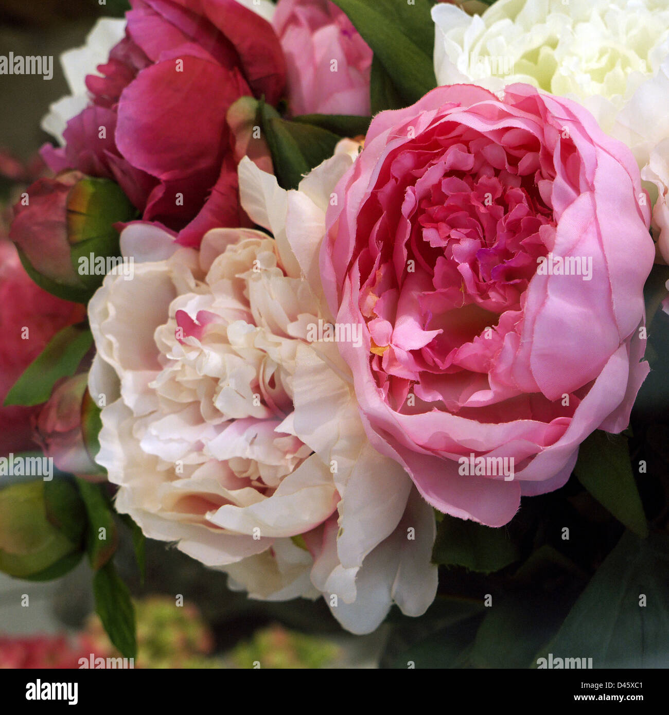White peonies hi-res stock photography and images - Alamy