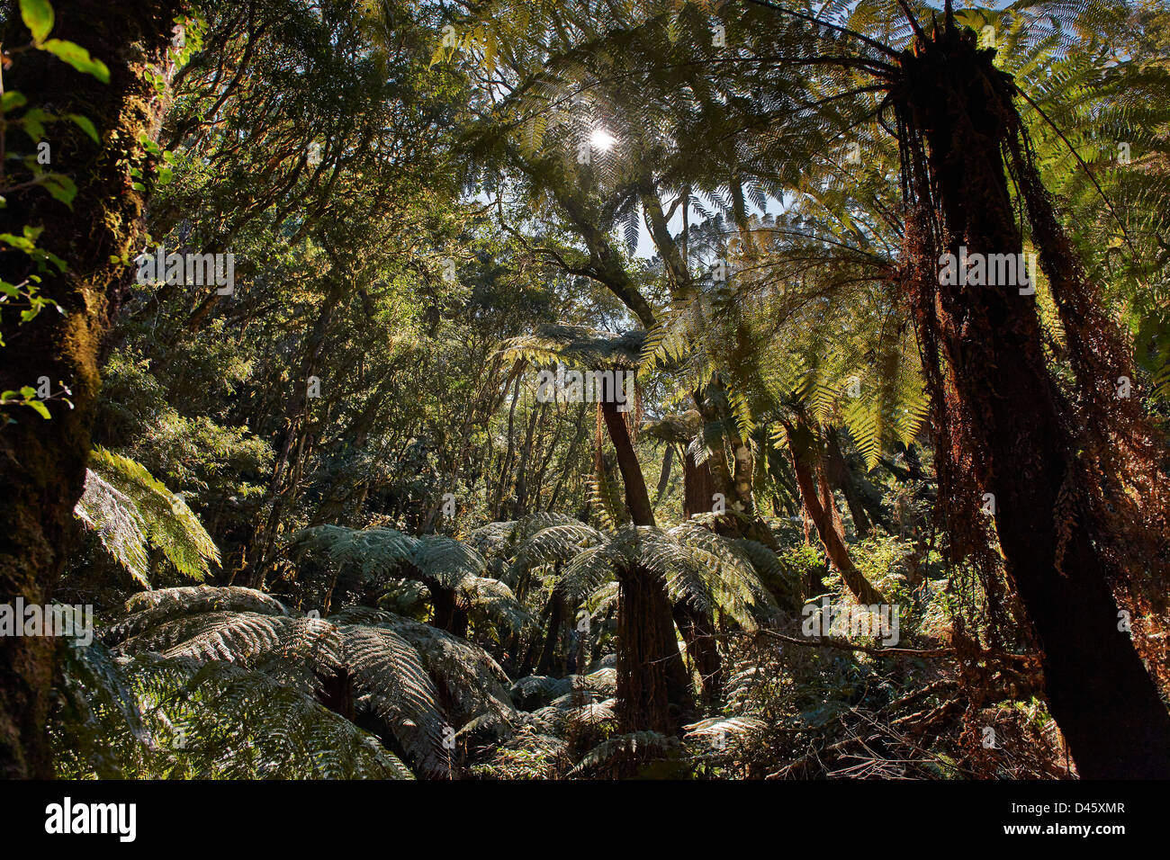 Giant Tree Ferns
