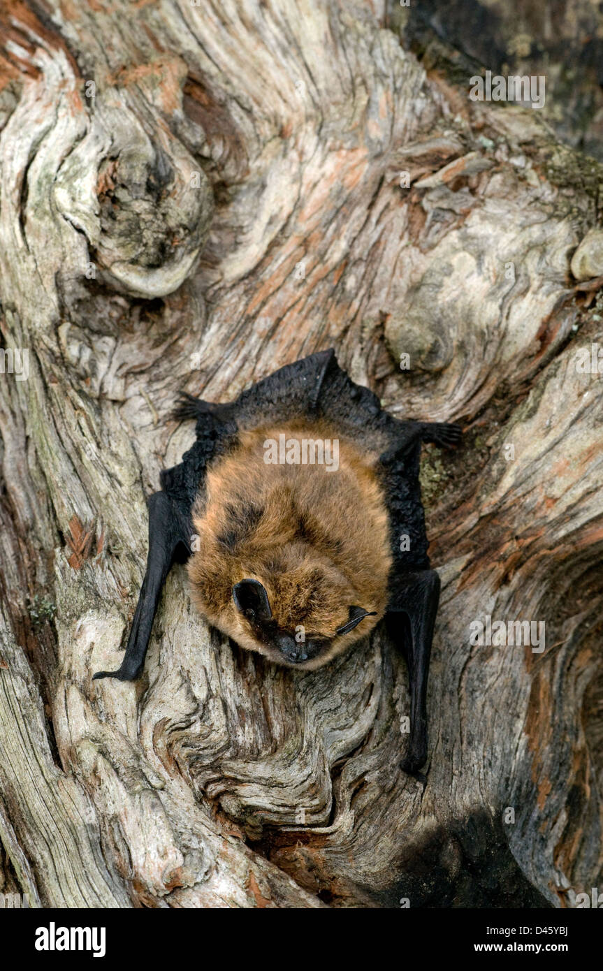 Common pipistrelle bat hi-res stock photography and images - Alamy