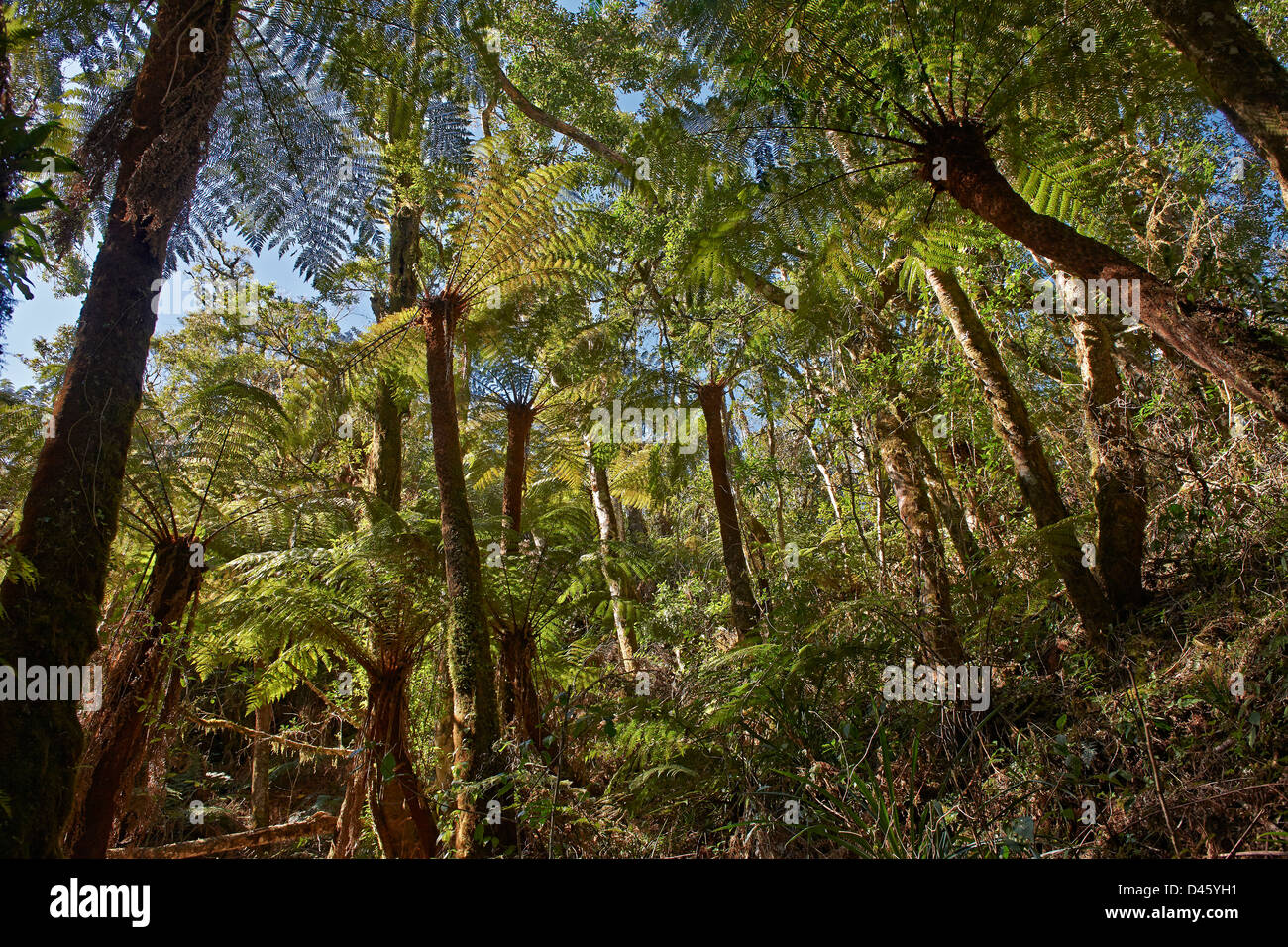 endemic giant tree fern, Cyatheaceae, in Amboro National Park ...