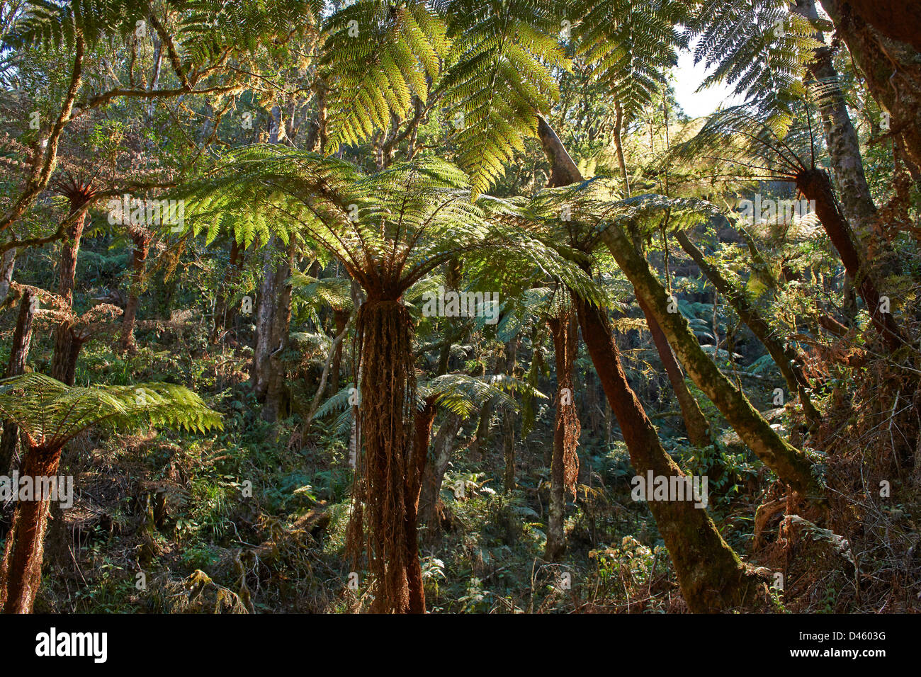 endemic giant tree fern, Cyatheaceae, in Amboro National Park ...