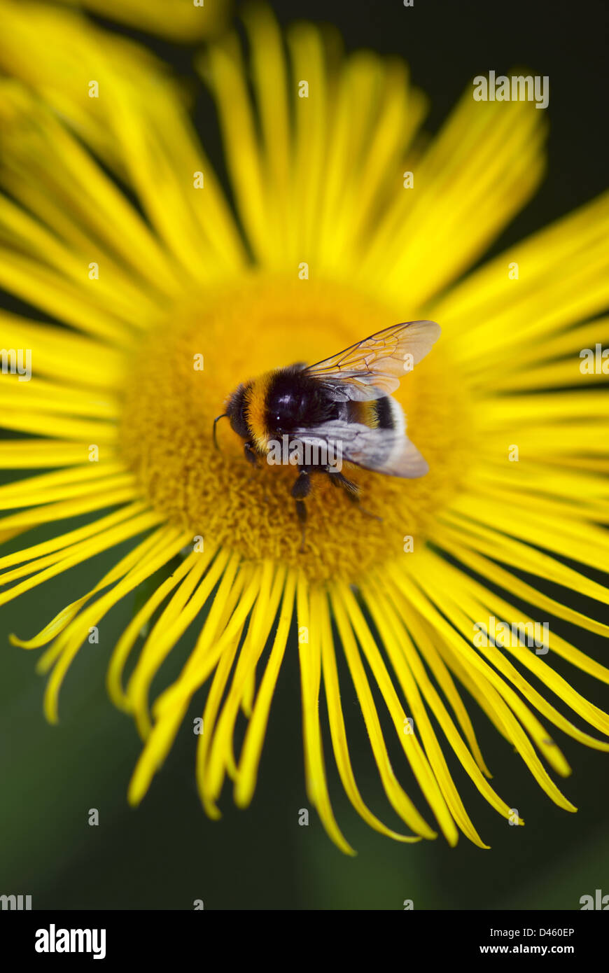 Macro photo of a bee landing on a yellow daisy Stock Photo - Alamy