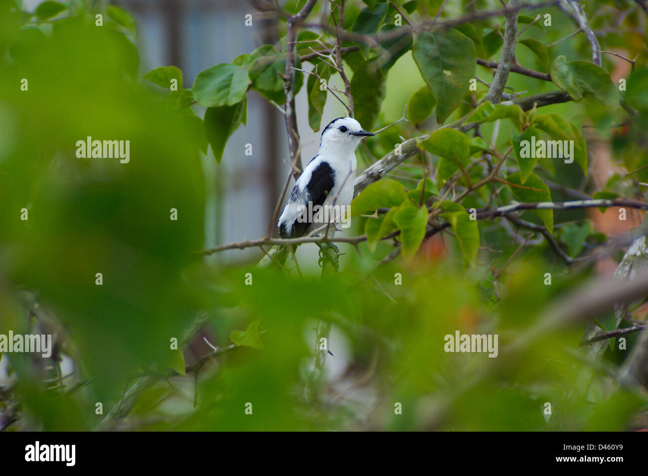 Birds in tree Stock Photo - Alamy