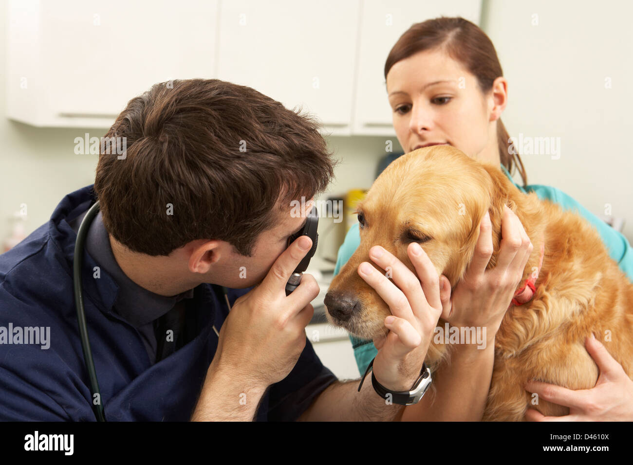Male Veterinary Surgeon Examining Dog In Surgery Stock Photo - Alamy