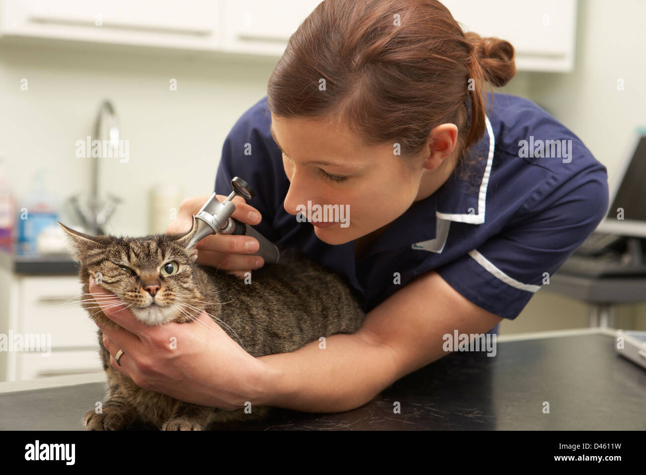 Female Veterinary Surgeon Examining Cat In Surgery Stock Photo - Alamy