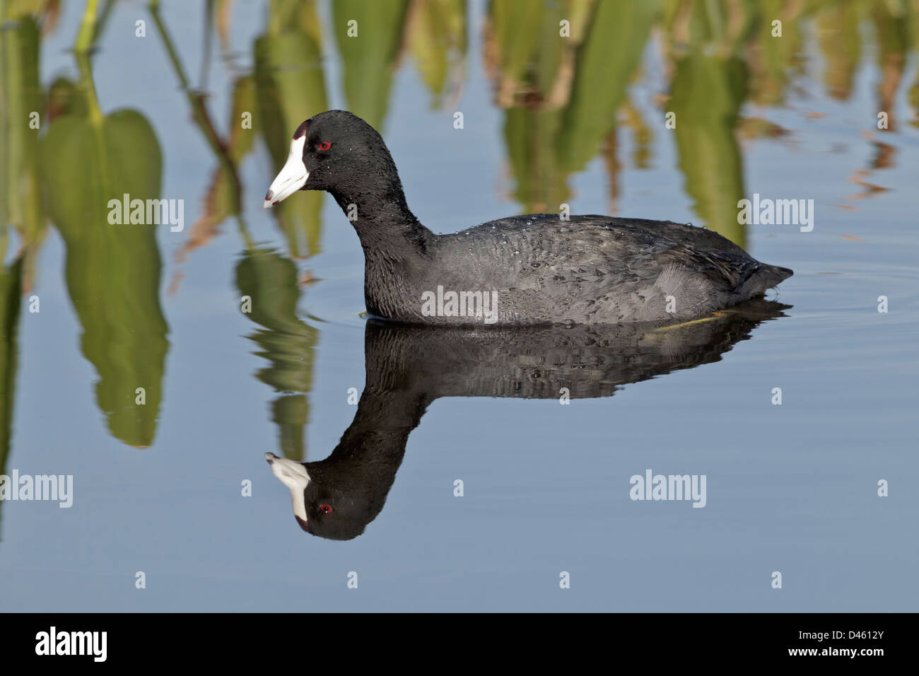 American Coot on water with reflection Stock Photo - Alamy