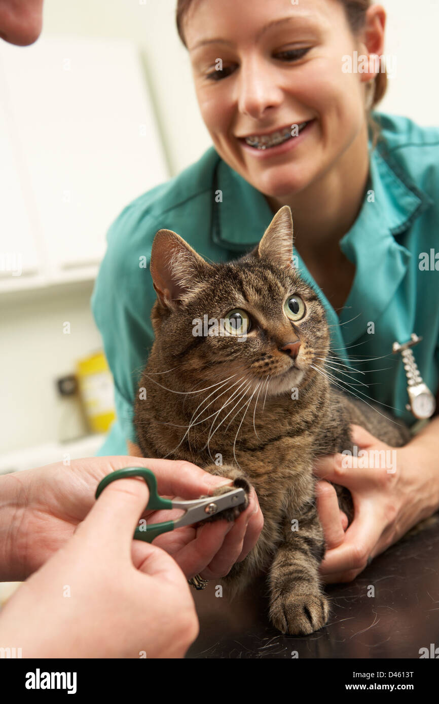 Female Veterinary Surgeon And Nurse Examining Cat In Surgery Stock ...