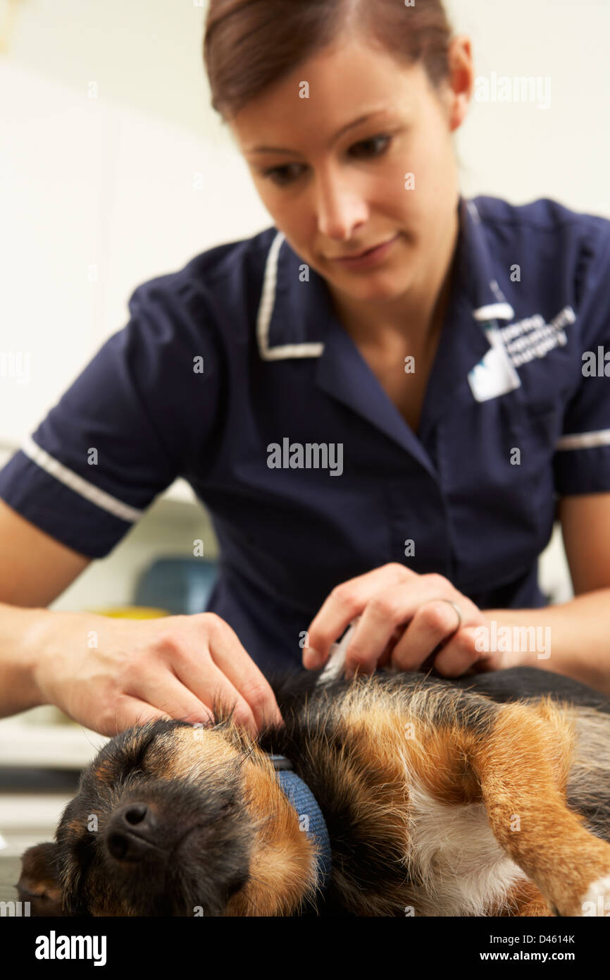 Veterinary operation hi-res stock photography and images - Alamy