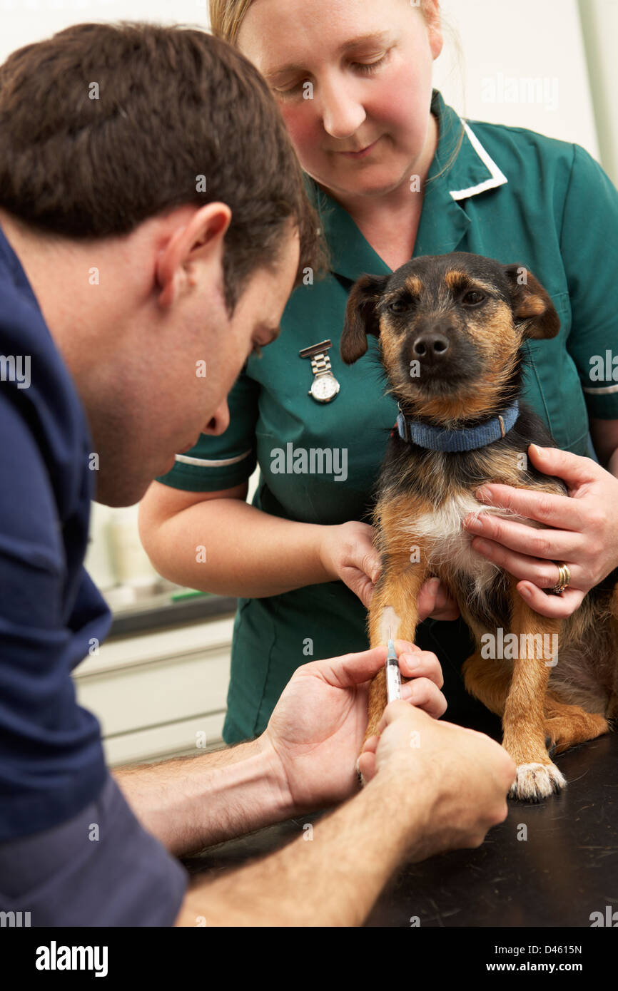 Male Veterinary Surgeon And Nurse Examining Dog In Surgery Stock Photo ...