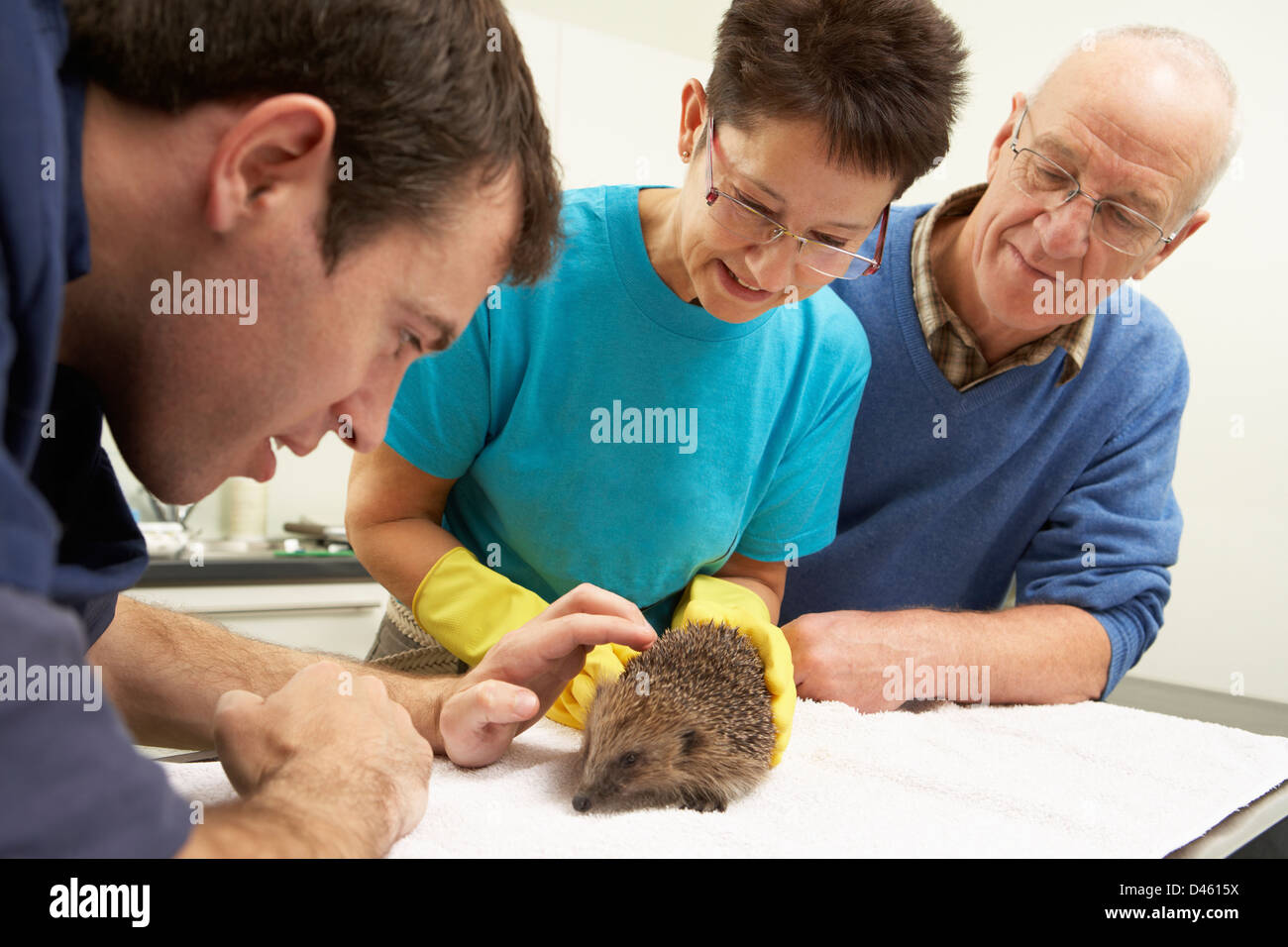 Male Veterinary Surgeon Examining Rescued Hedgehog In Surgery Stock ...