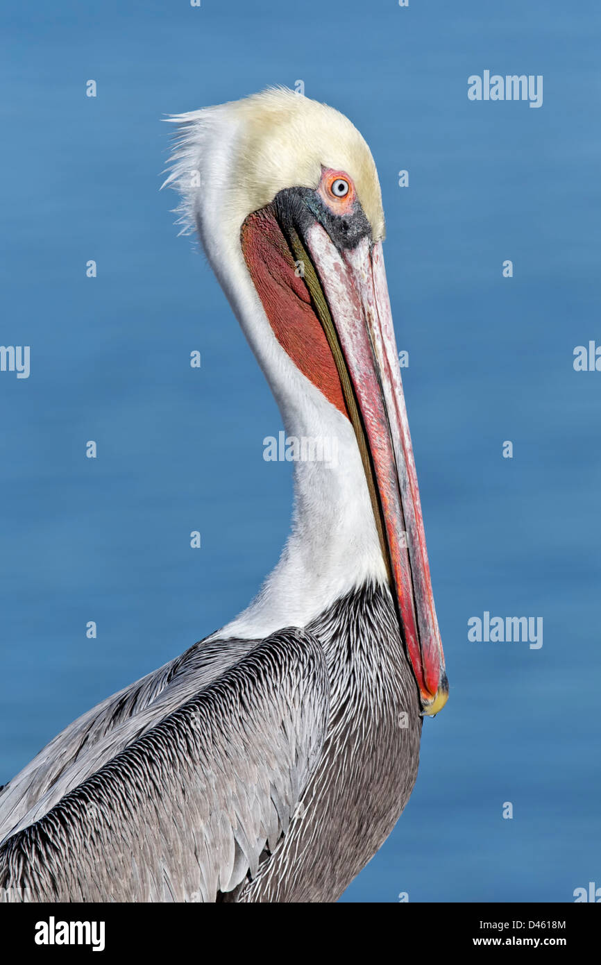 Brown Pelican - rare pacific race portrait Stock Photo - Alamy