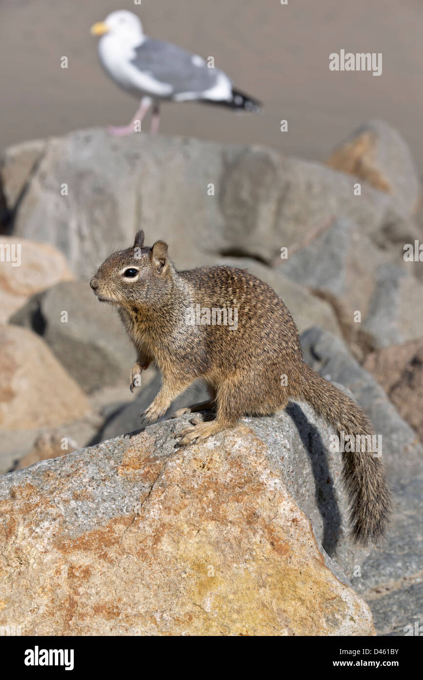 California ground Squirrel Stock Photo - Alamy
