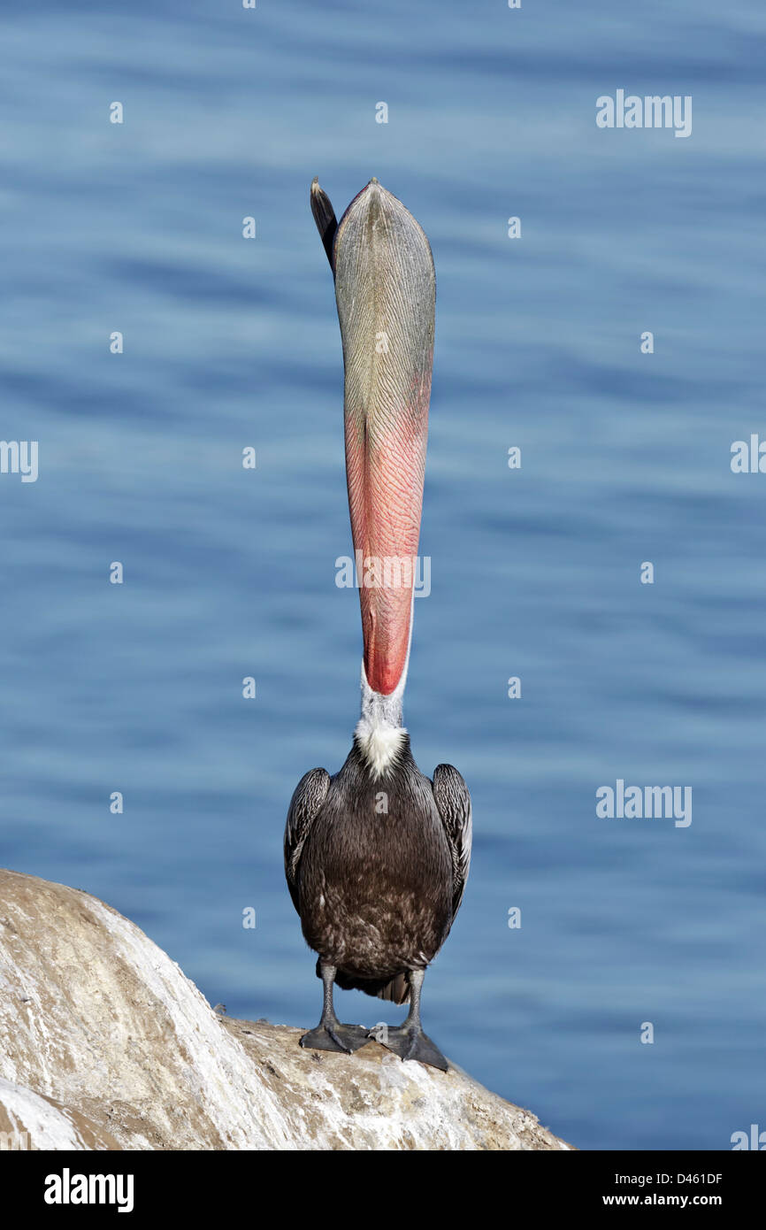 Rare race hi-res stock photography and images - Alamy