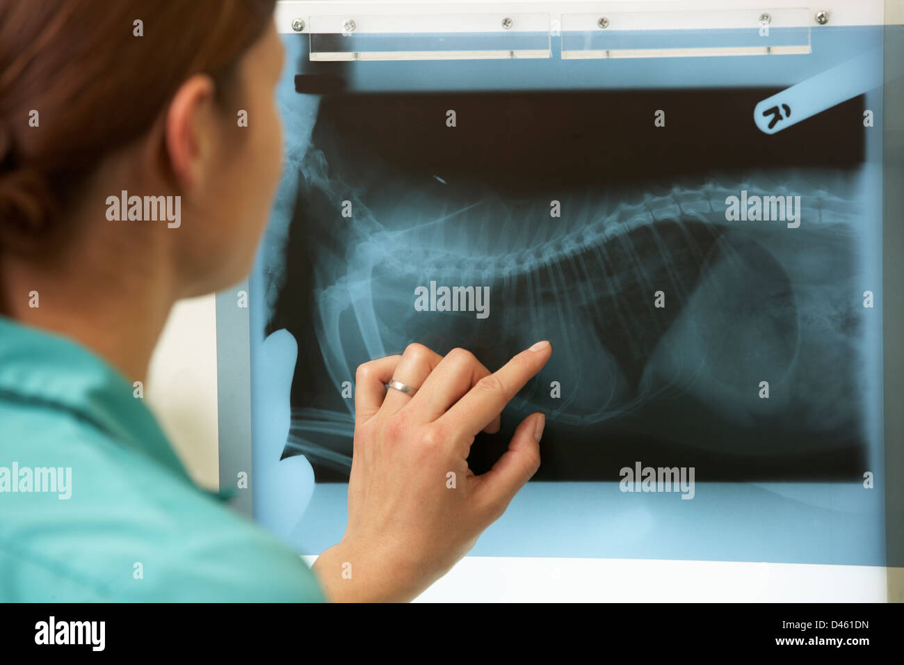 Female Veterinary Surgeon Examining X Ray In Surgery Stock Photo - Alamy