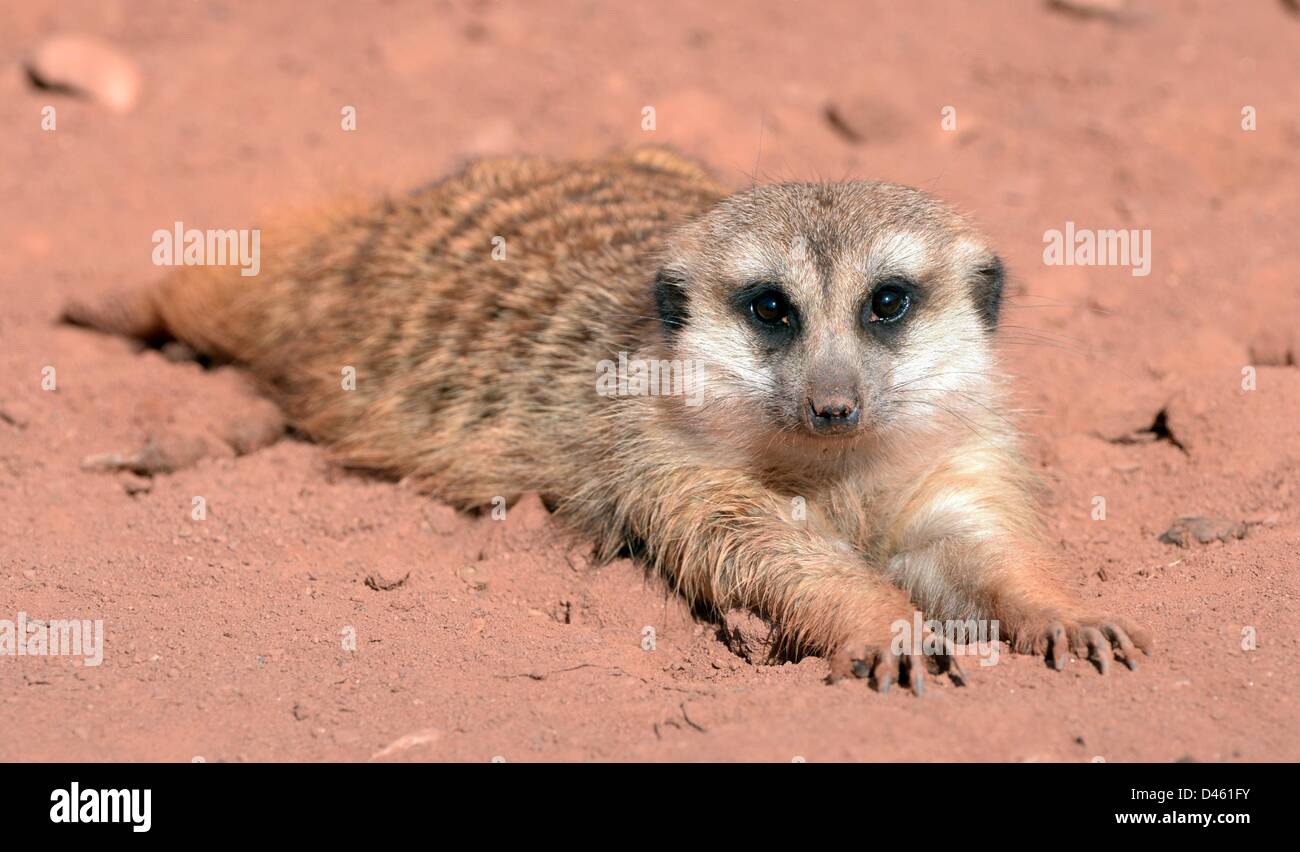 Erfurt, Germany. 6th March 2013. A Meerkat sit in its compound at the ...