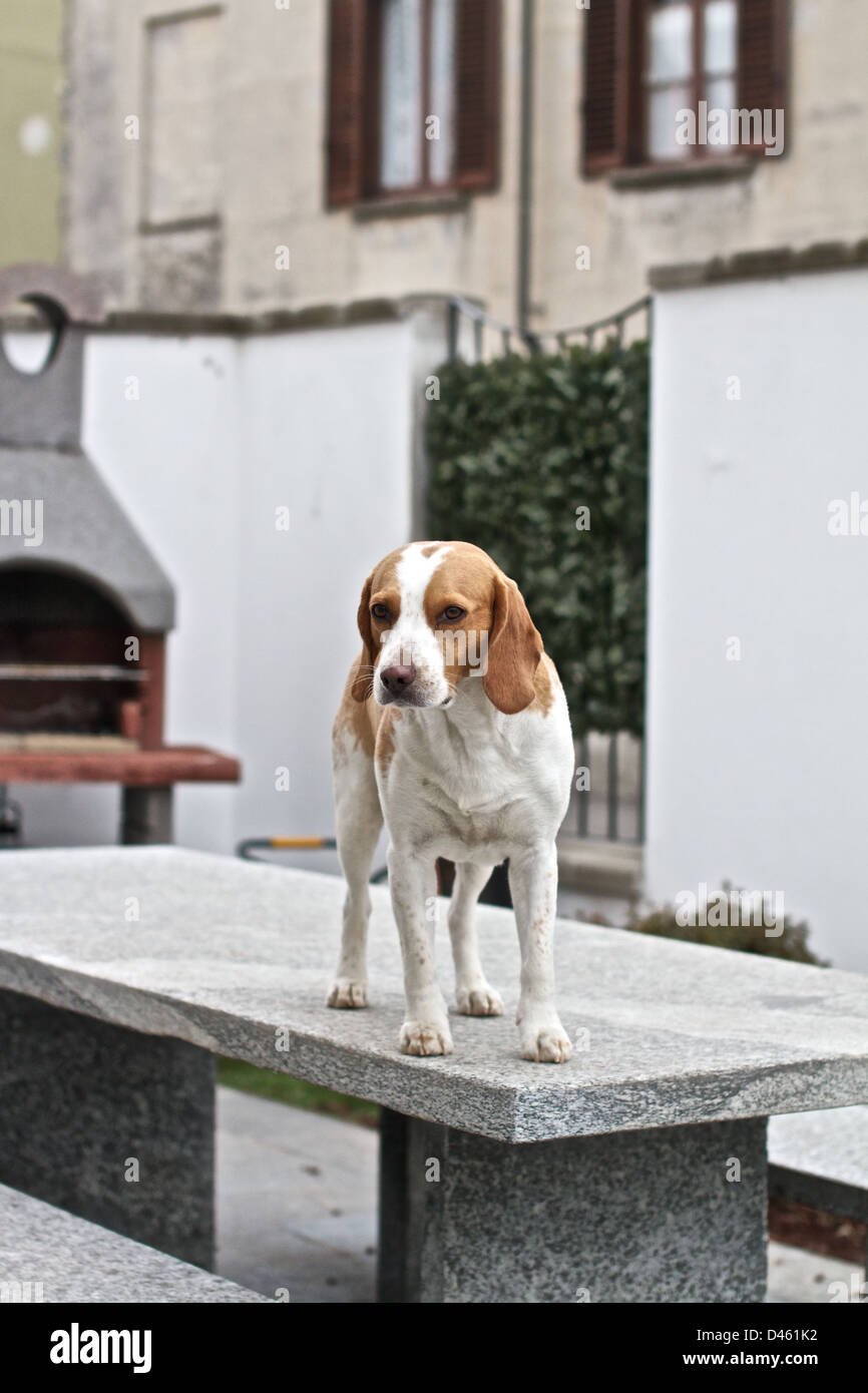 Multi colored beagle hi-res stock photography and images - Alamy