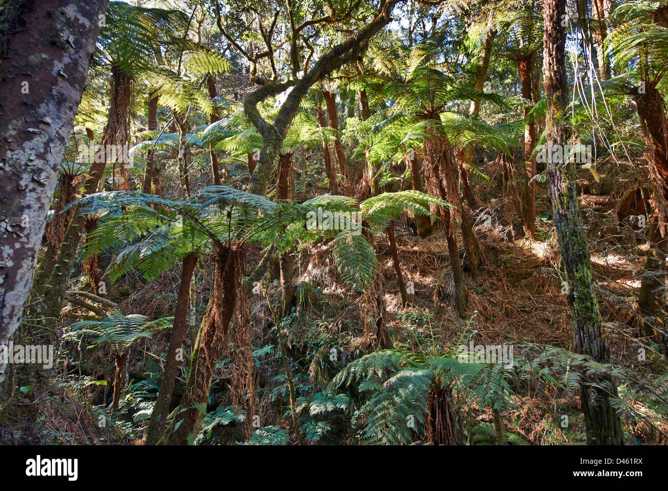 endemic giant tree fern, Cyatheaceae, in Amboro National Park ...