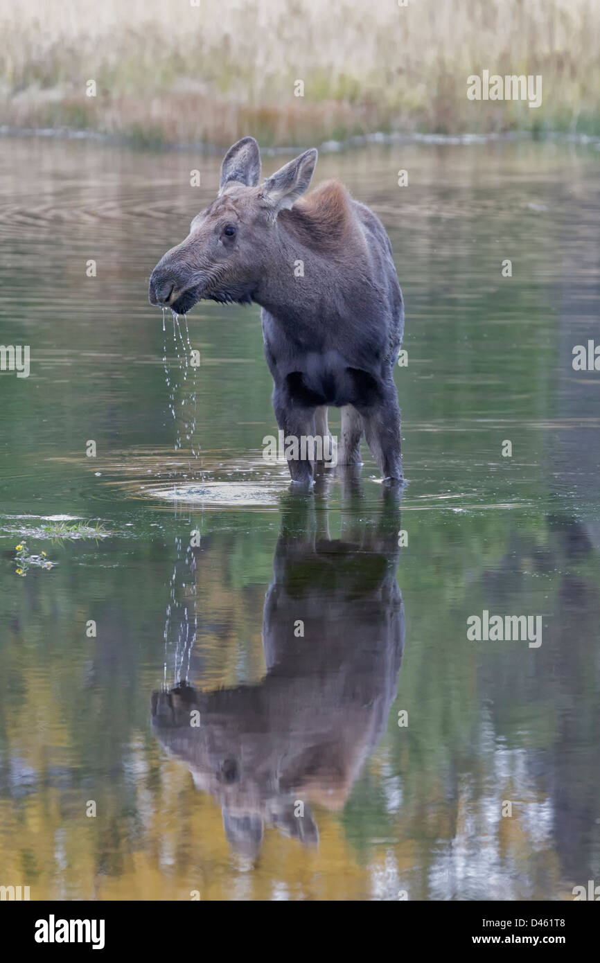 Moose yearling calf hi-res stock photography and images - Alamy