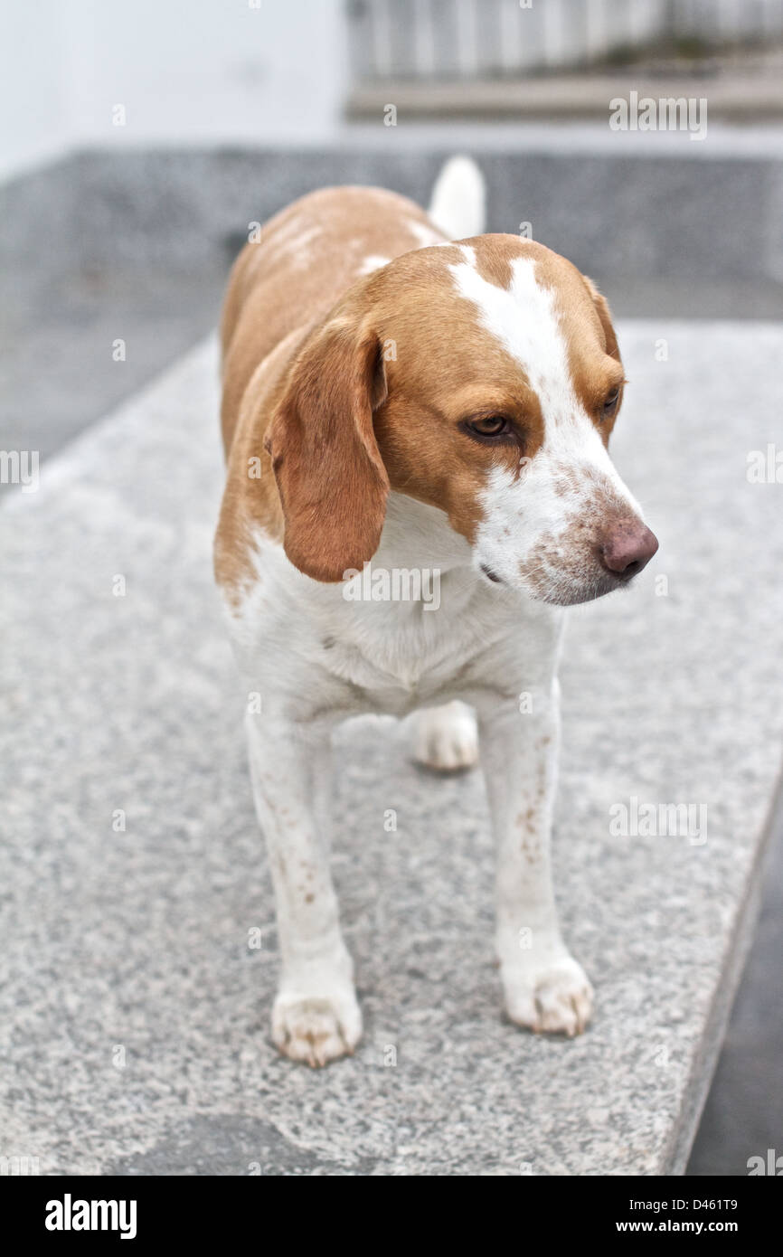 Multi colored beagle hi-res stock photography and images - Alamy