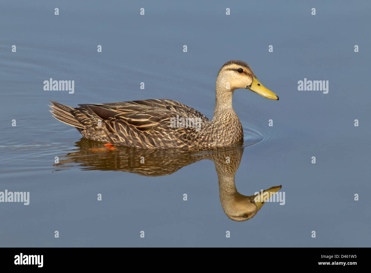 Mottled Drake Duck