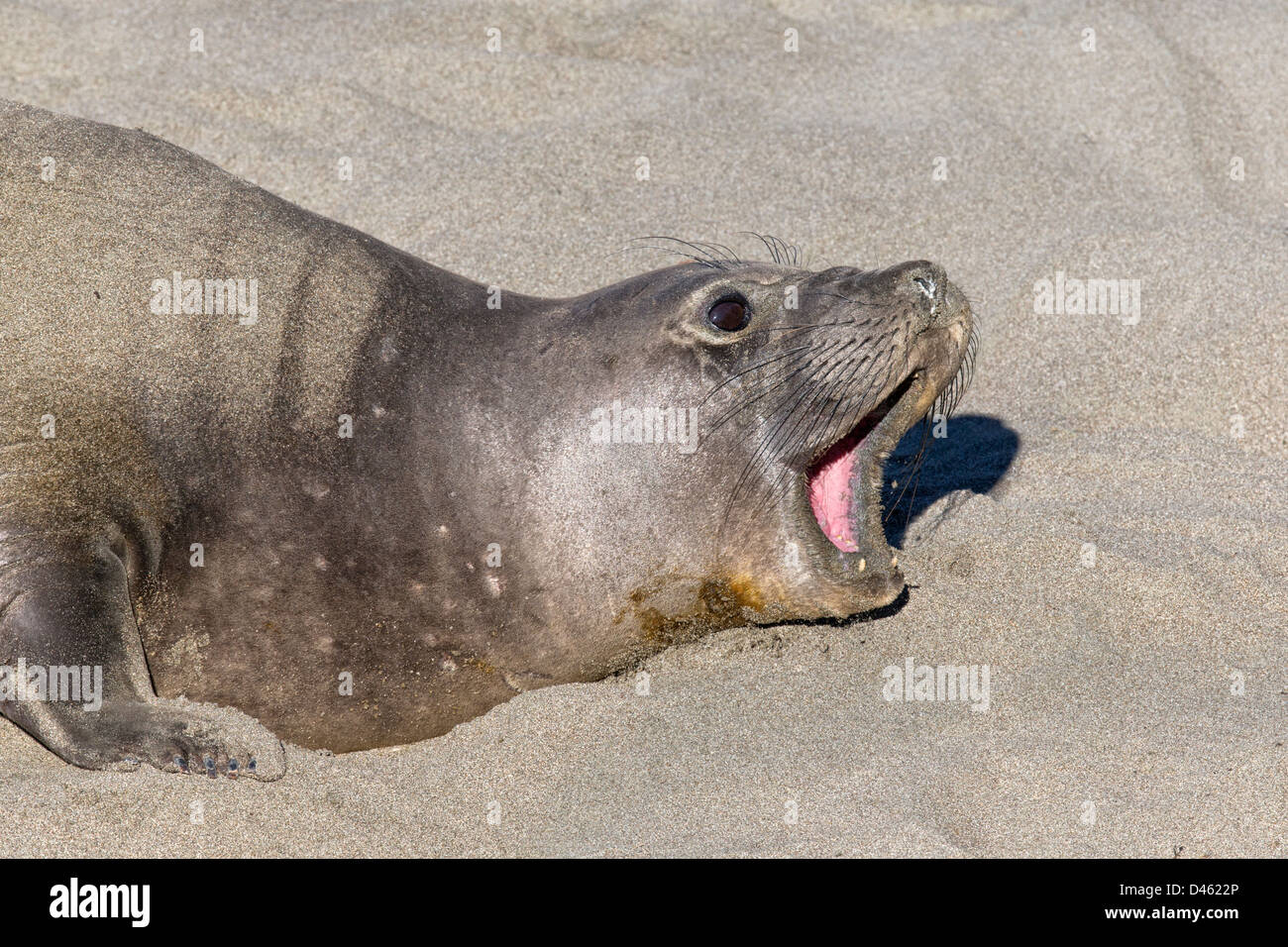 Growling face hi-res stock photography and images - Alamy