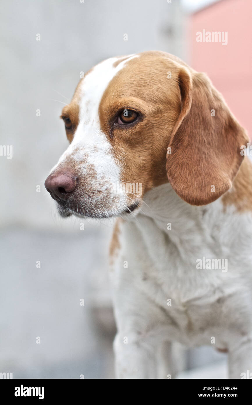Multi colored beagle hi-res stock photography and images - Alamy