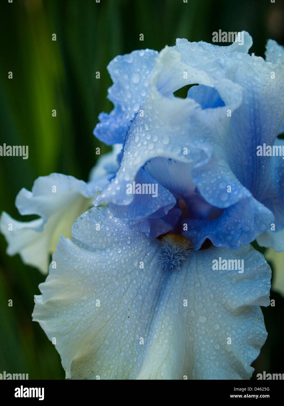 Blooming iris at the end of the bloom cycle Stock Photo - Alamy
