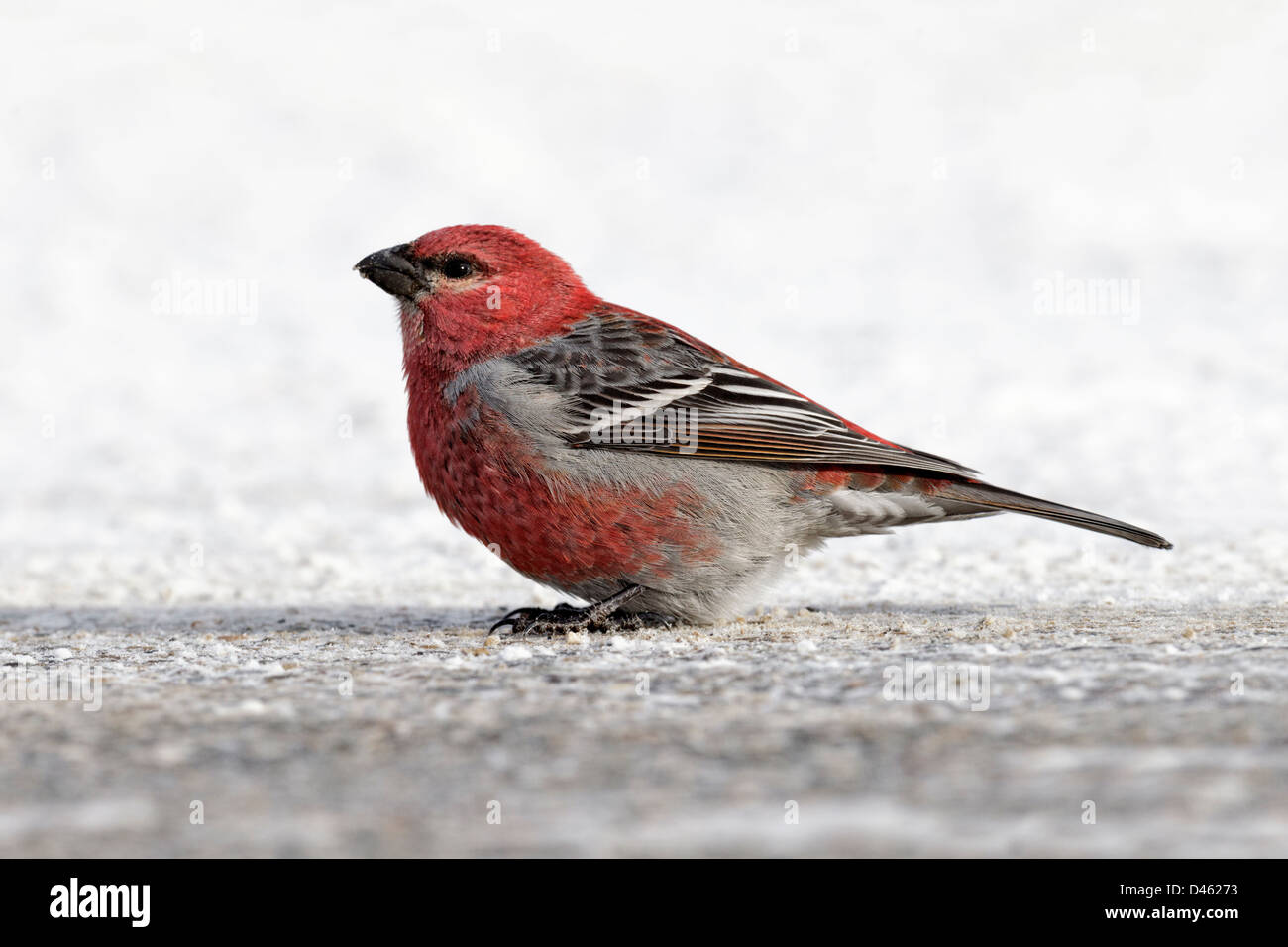 American crossbill hi-res stock photography and images - Alamy
