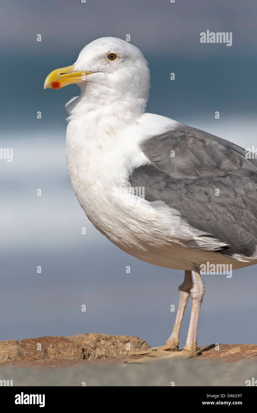 Western Gull - portrait Stock Photo - Alamy