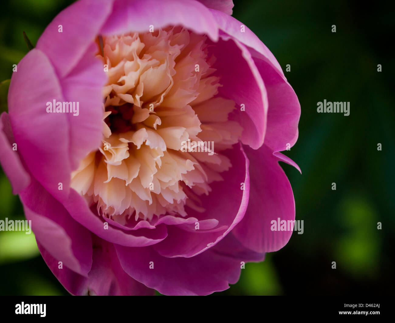 Paeon hi-res stock photography and images - Alamy