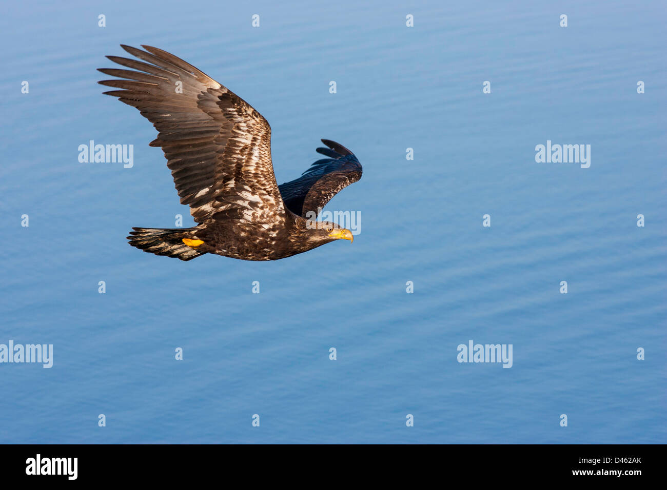 Wildlife bird flying flight hi-res stock photography and images - Alamy