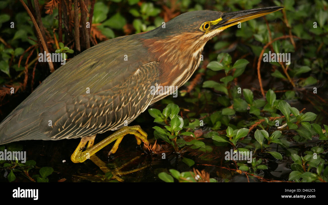 Stalking bird hi-res stock photography and images - Alamy