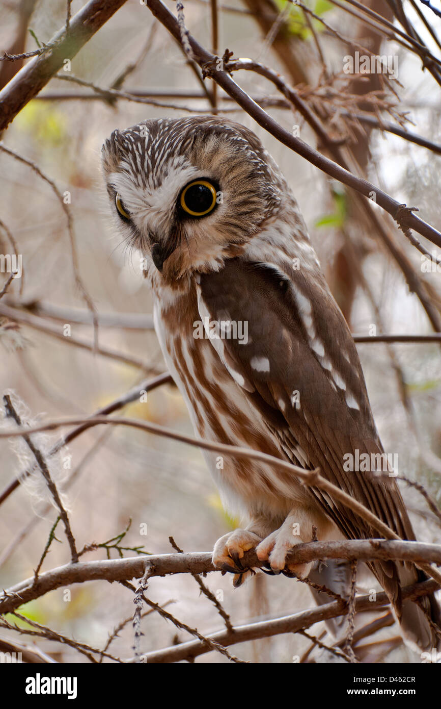 Northern Saw-whet Owl Stock Photo - Alamy