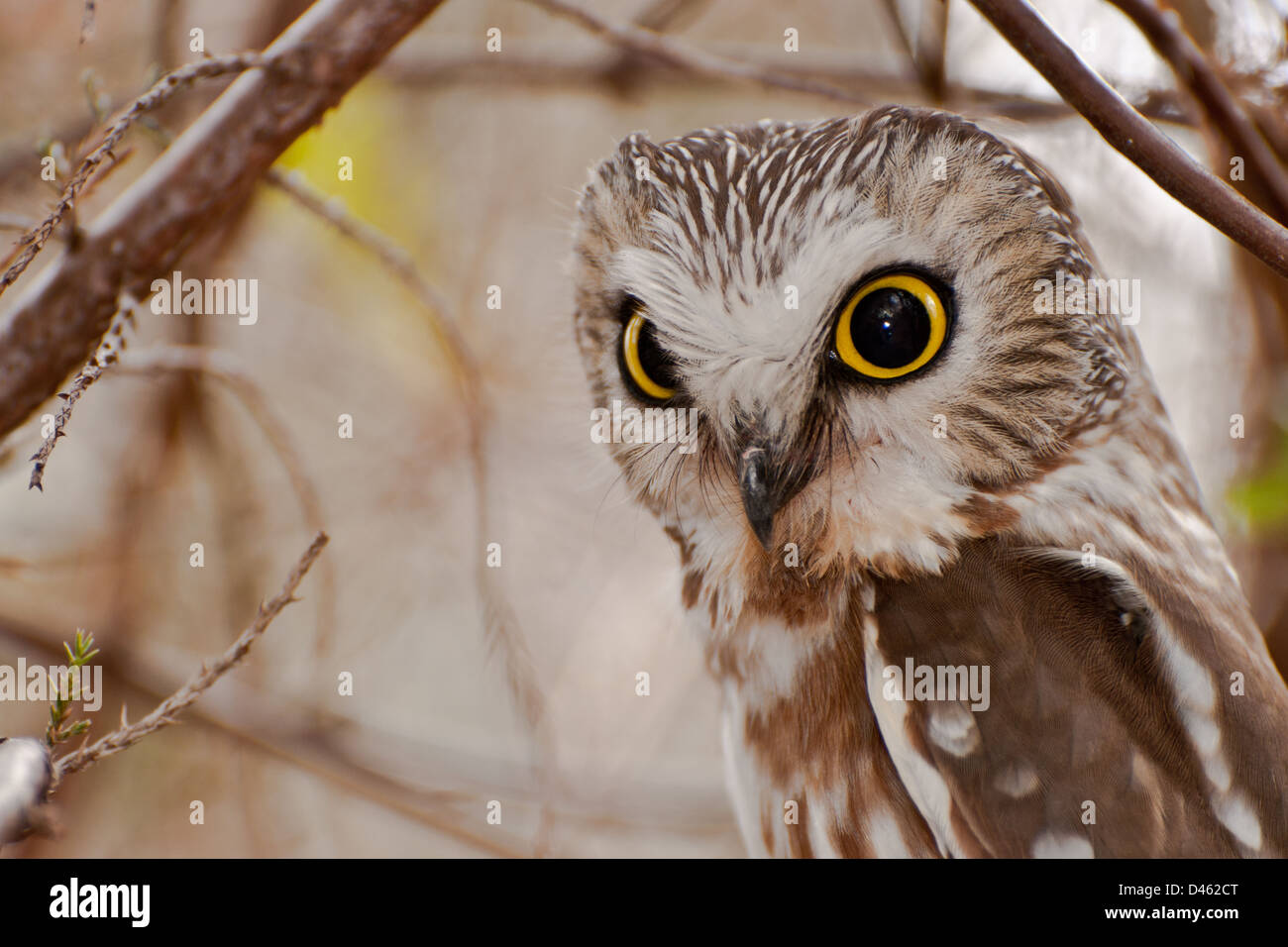 Northern Saw-whet Owl Stock Photo - Alamy