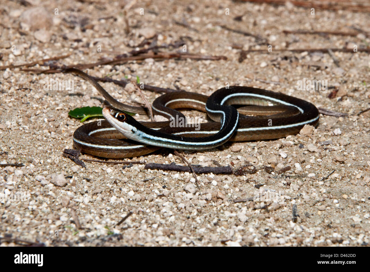 Bluestripe ribbon snake hi-res stock photography and images - Alamy