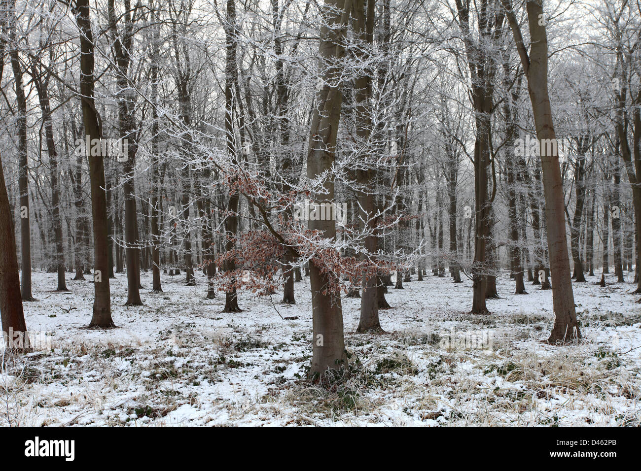 Castor hanglands national nature reserve hi-res stock photography and ...