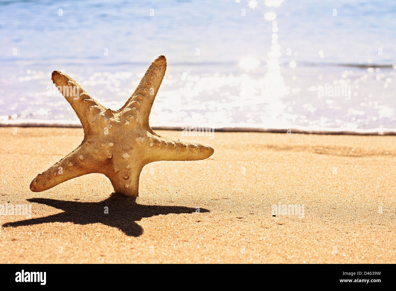 Sea star on the beach Stock Photo - Alamy