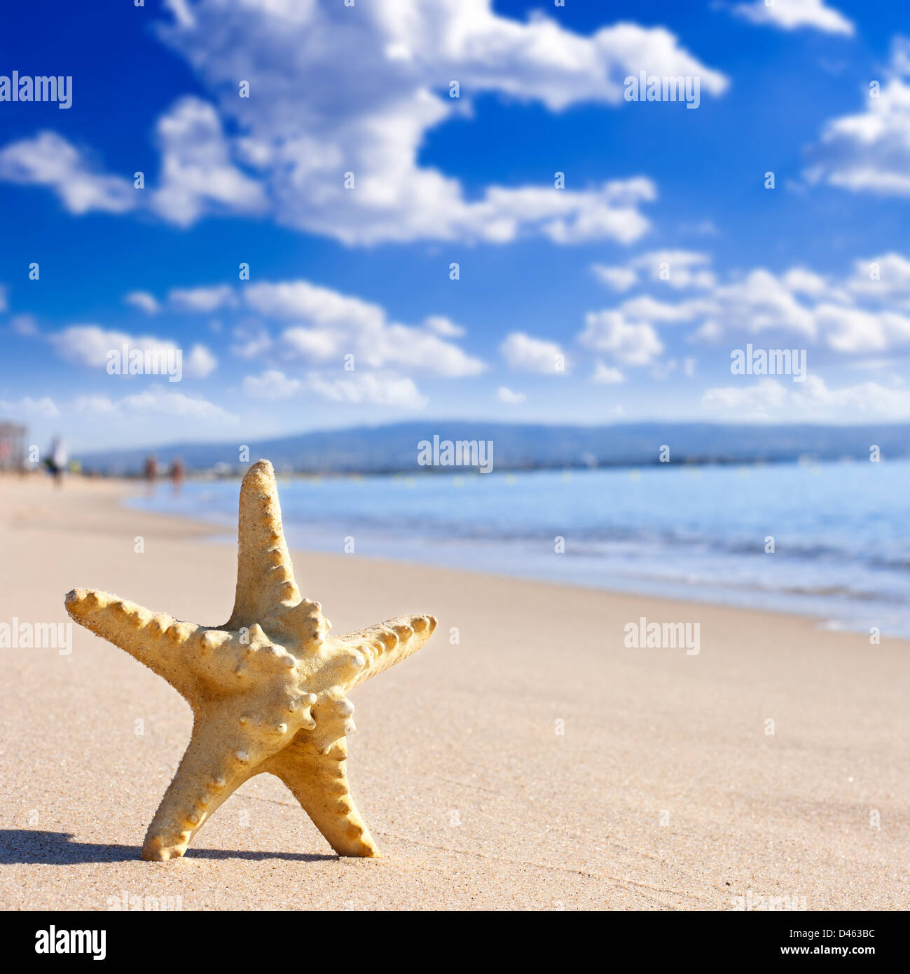 Sea star on the beach Stock Photo - Alamy