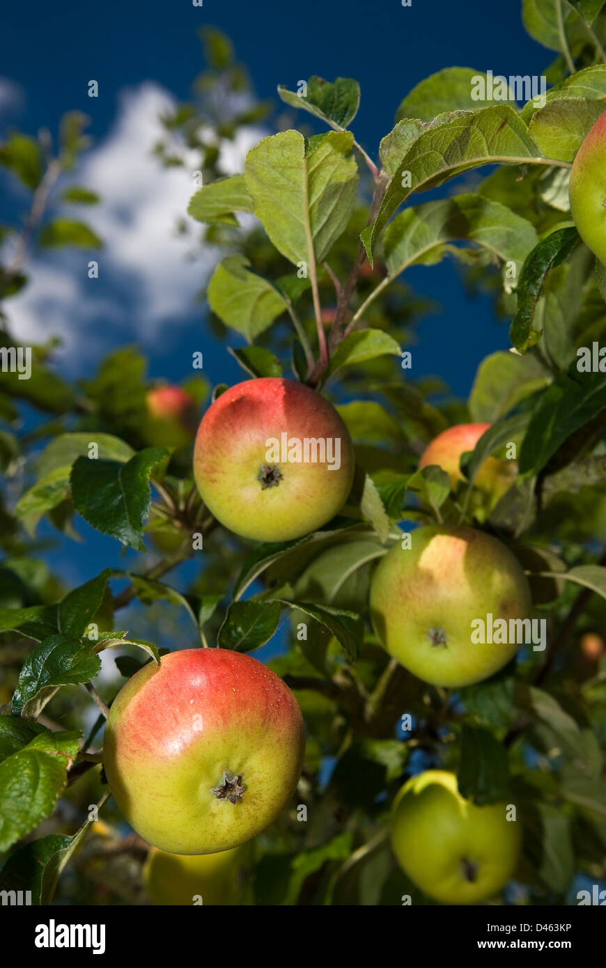 English apples growing in an orchard in West Sussex, England, UK Stock ...